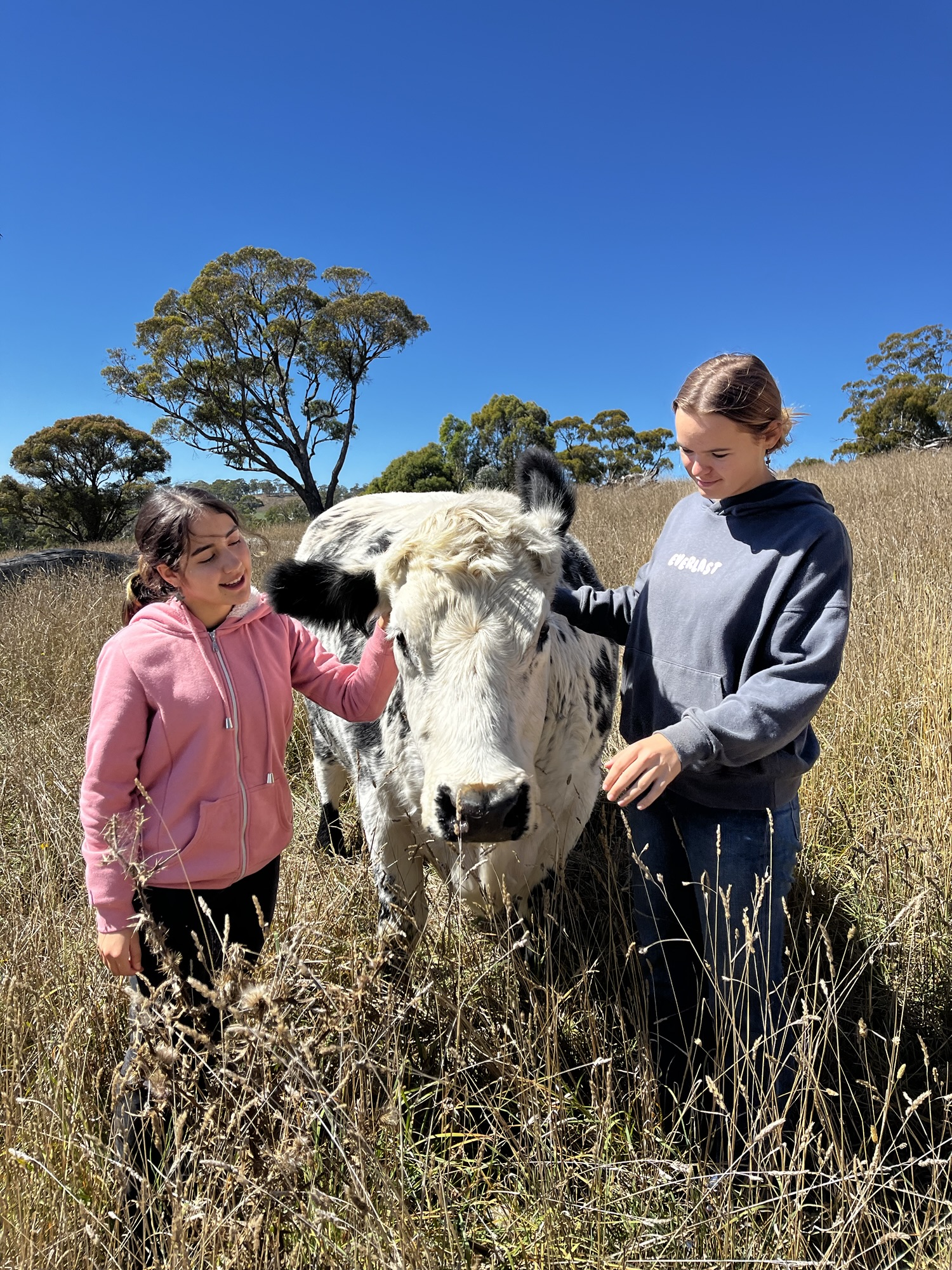 Farm safaris – High country horses, buggy’s and cottages.